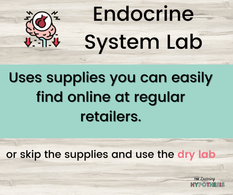 Endocrine System Lab Activity – The Learning Hypothesis