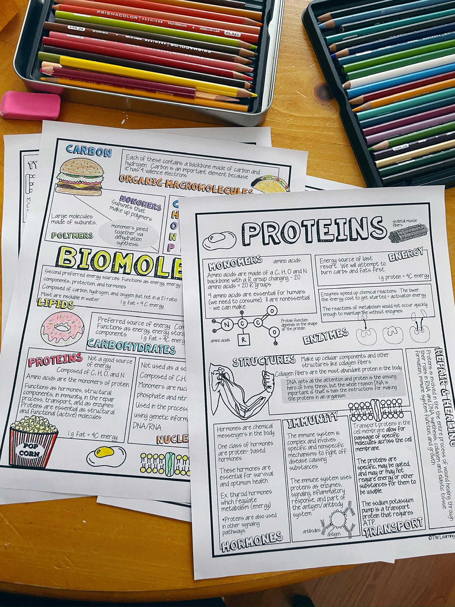 Biomolecules Review: Activities for the High School Classroom – The ...